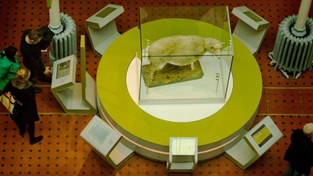 La storia della pecora Dolly, il primo mammifero clonato