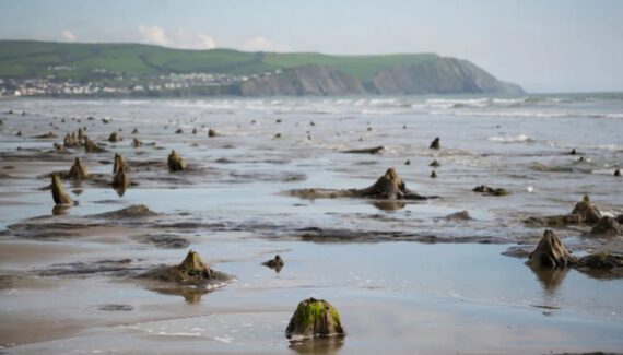 Una foresta sommersa dall'acqua del mare? In Galles è tutto possibile