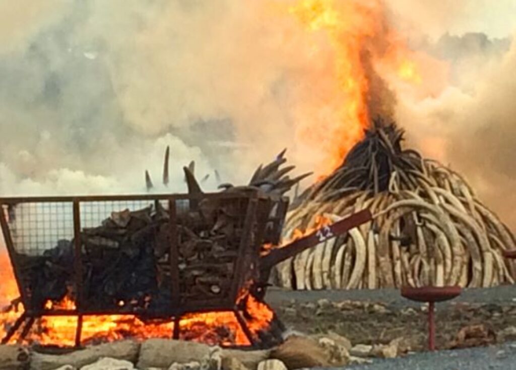 Foto del giorno: contro il bracconaggio, il primo rogo dell'avorio in Kenya